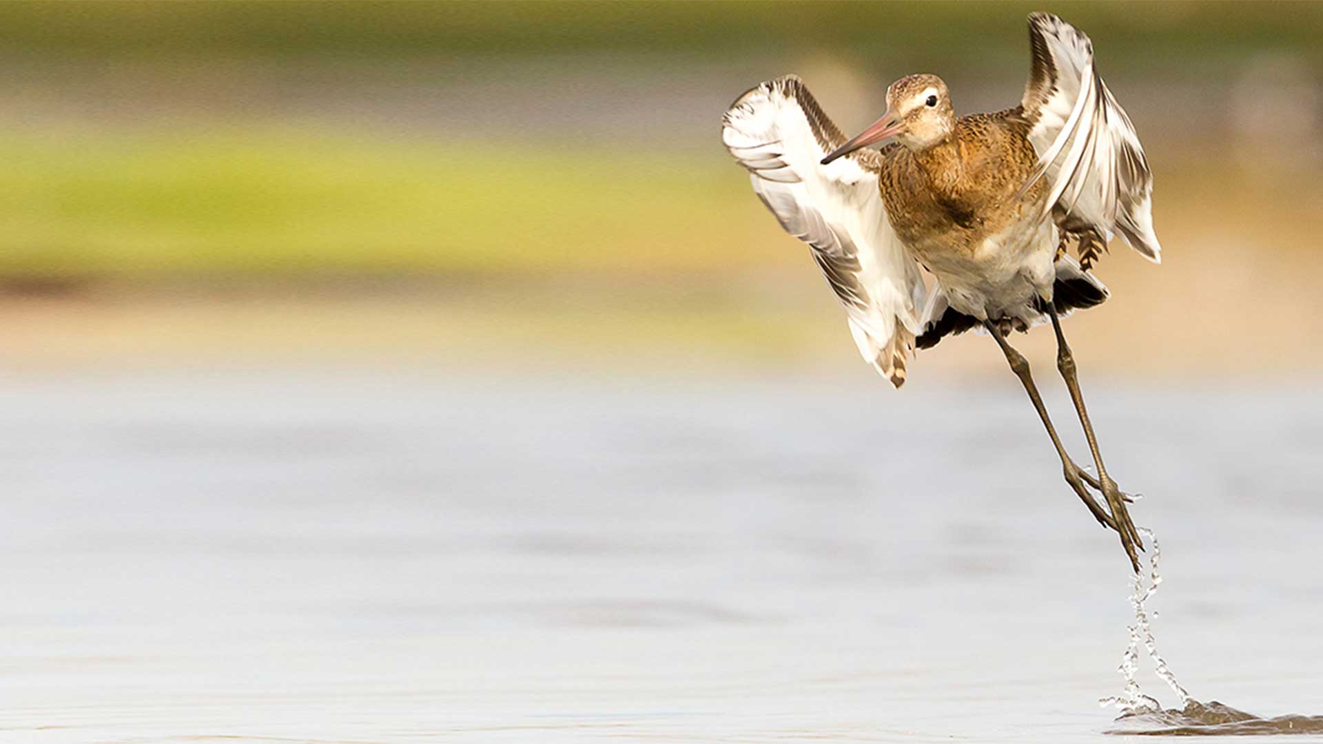Cascina Oschiena black-tailed Godwit project. Natural oasis.